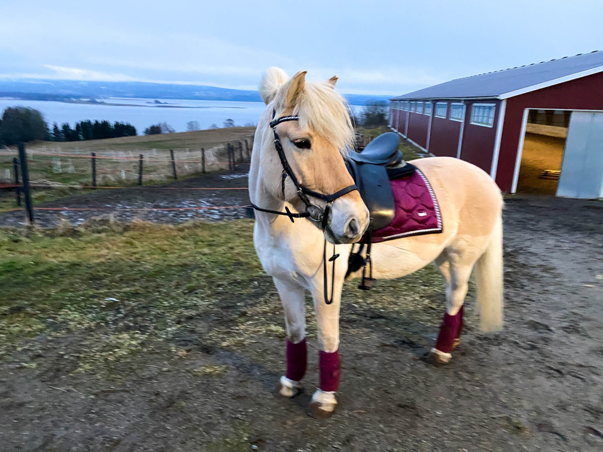 Verdens fineste hest - Blondinebloggen